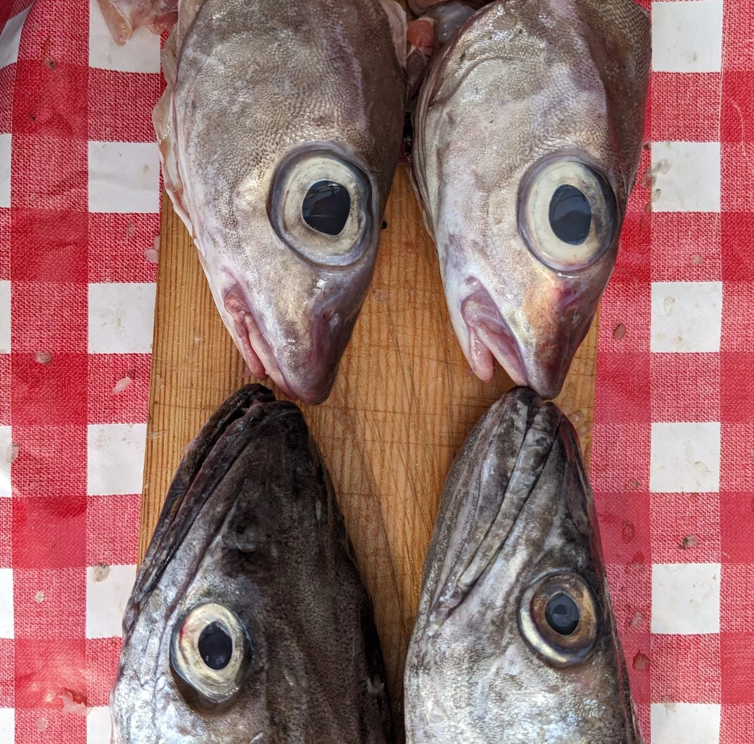 A fish school in West Cork reviving knowledge of wild food preservation
