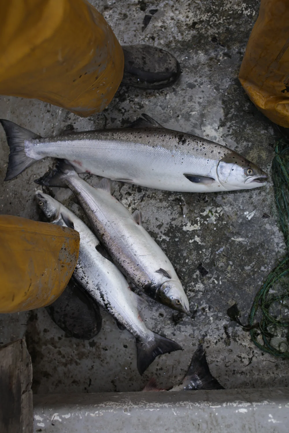 A fish school in West Cork reviving knowledge of wild food preservation