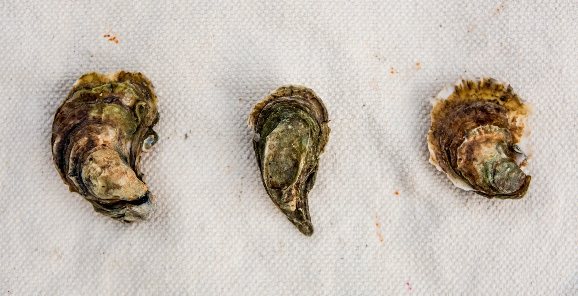 About — Oyster Point Seafood