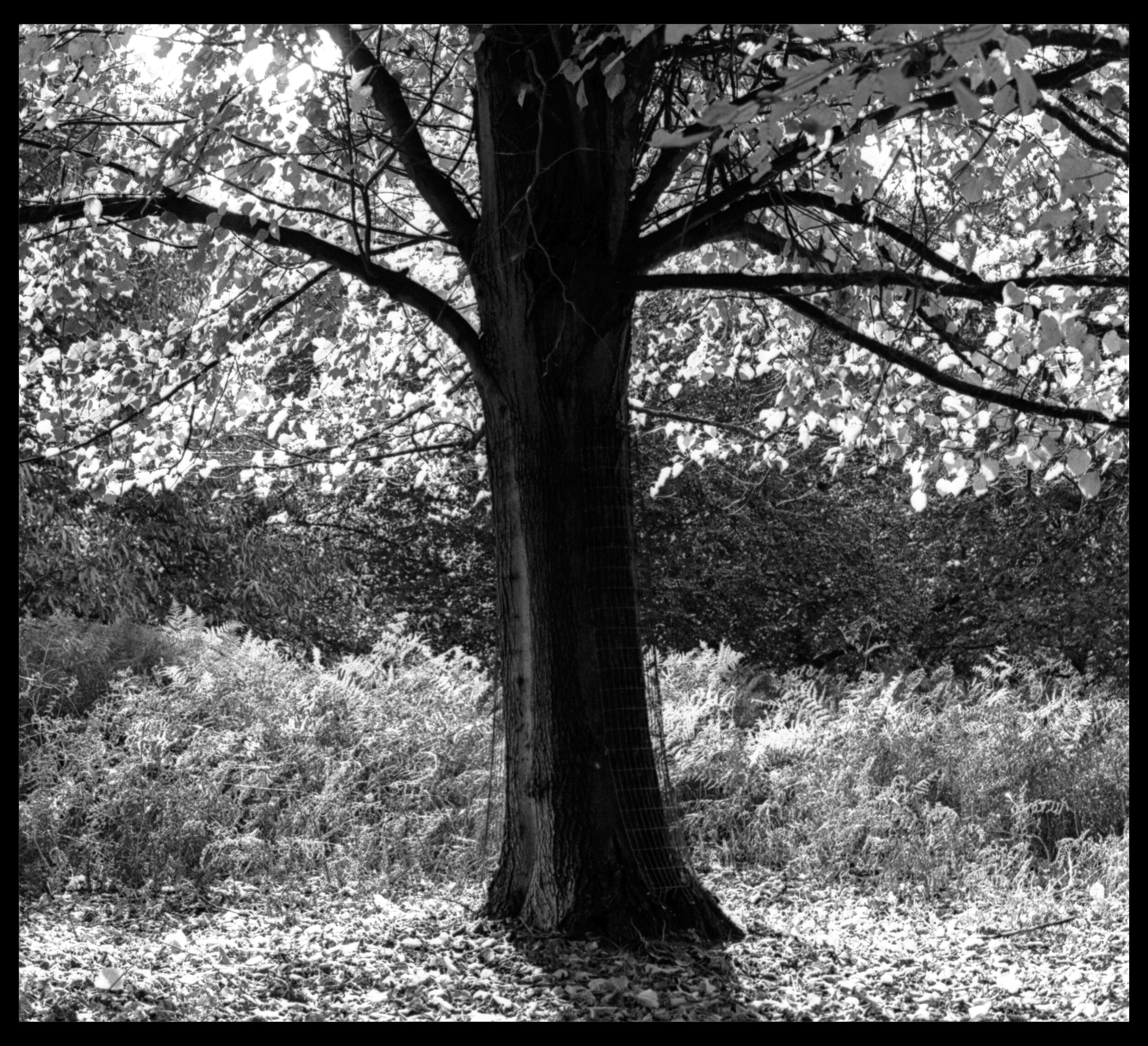 Home Film Development & Developing Ferrania p30 — Edward Goodwin ...