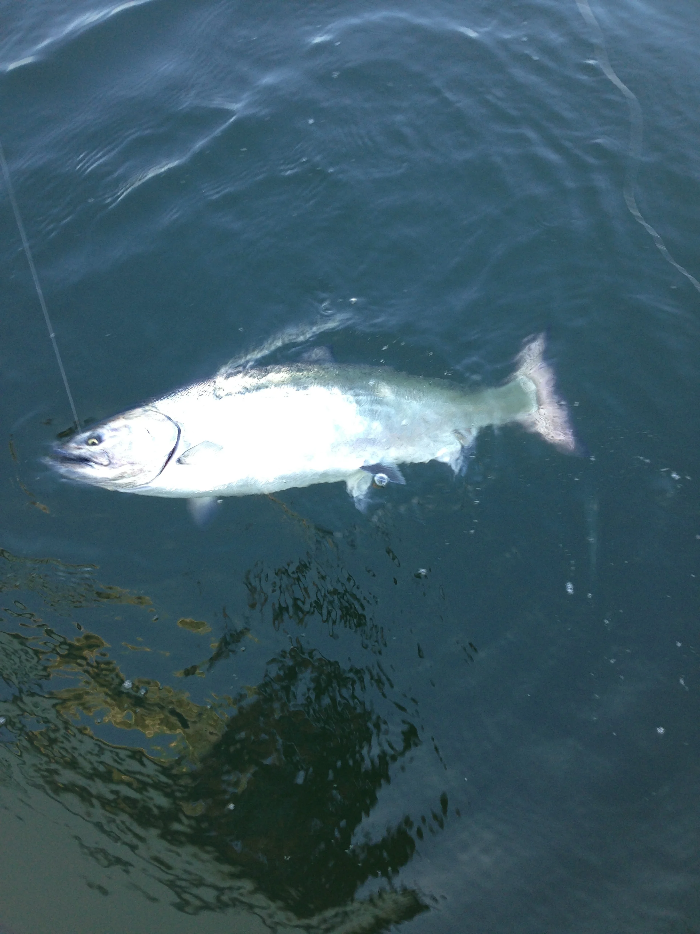 Photo Gallery — Wind Knot Salmon Guides Salmon Fishing Seattle
