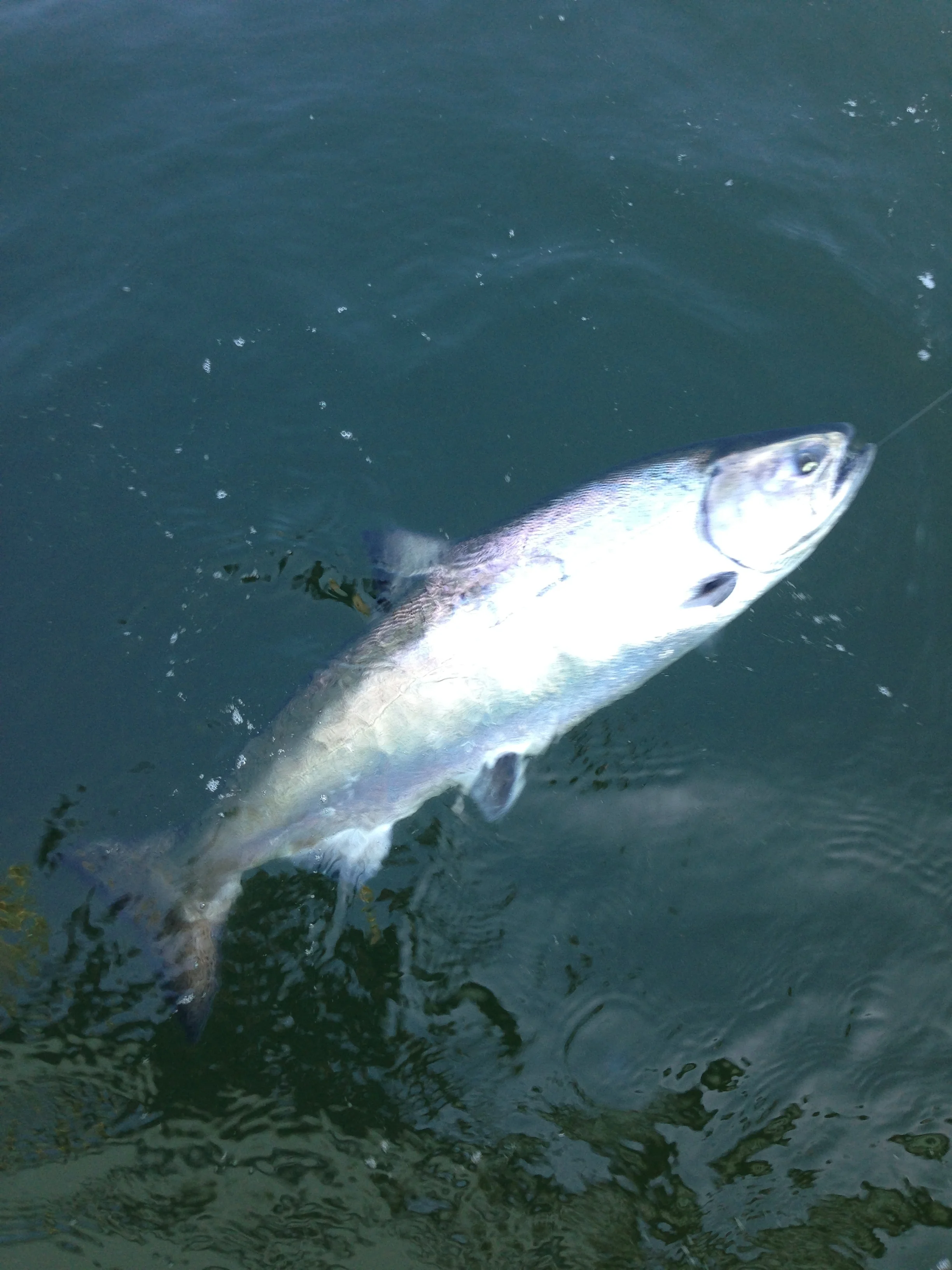 Photo Gallery — Wind Knot Salmon Guides Salmon Fishing Seattle