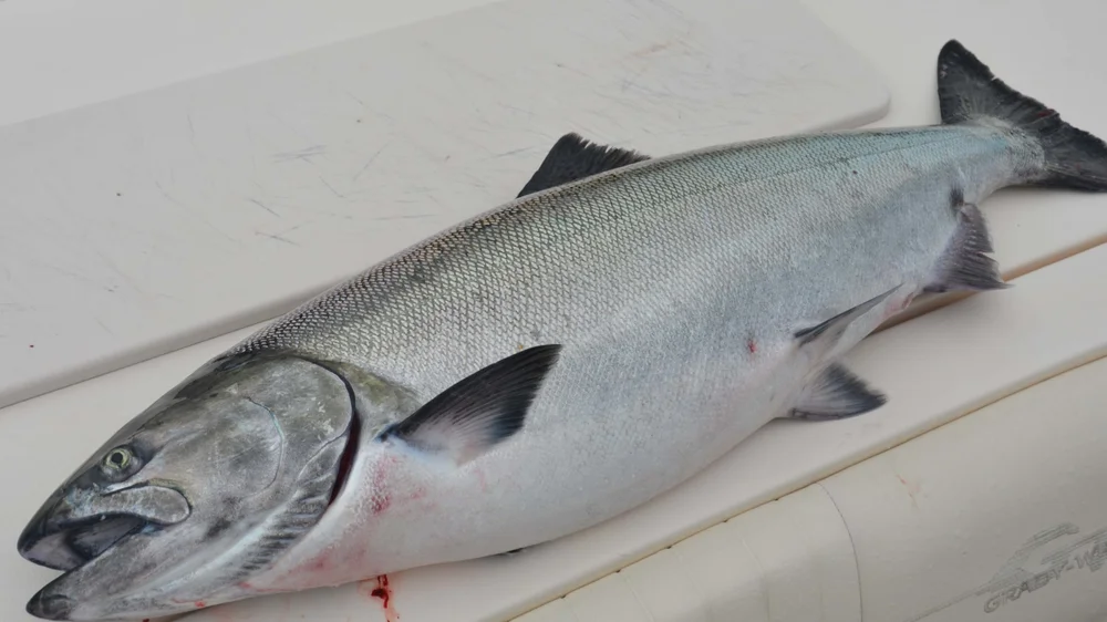 Book your fishing trip now — Wind Knot Salmon Guides Salmon Fishing Seattle