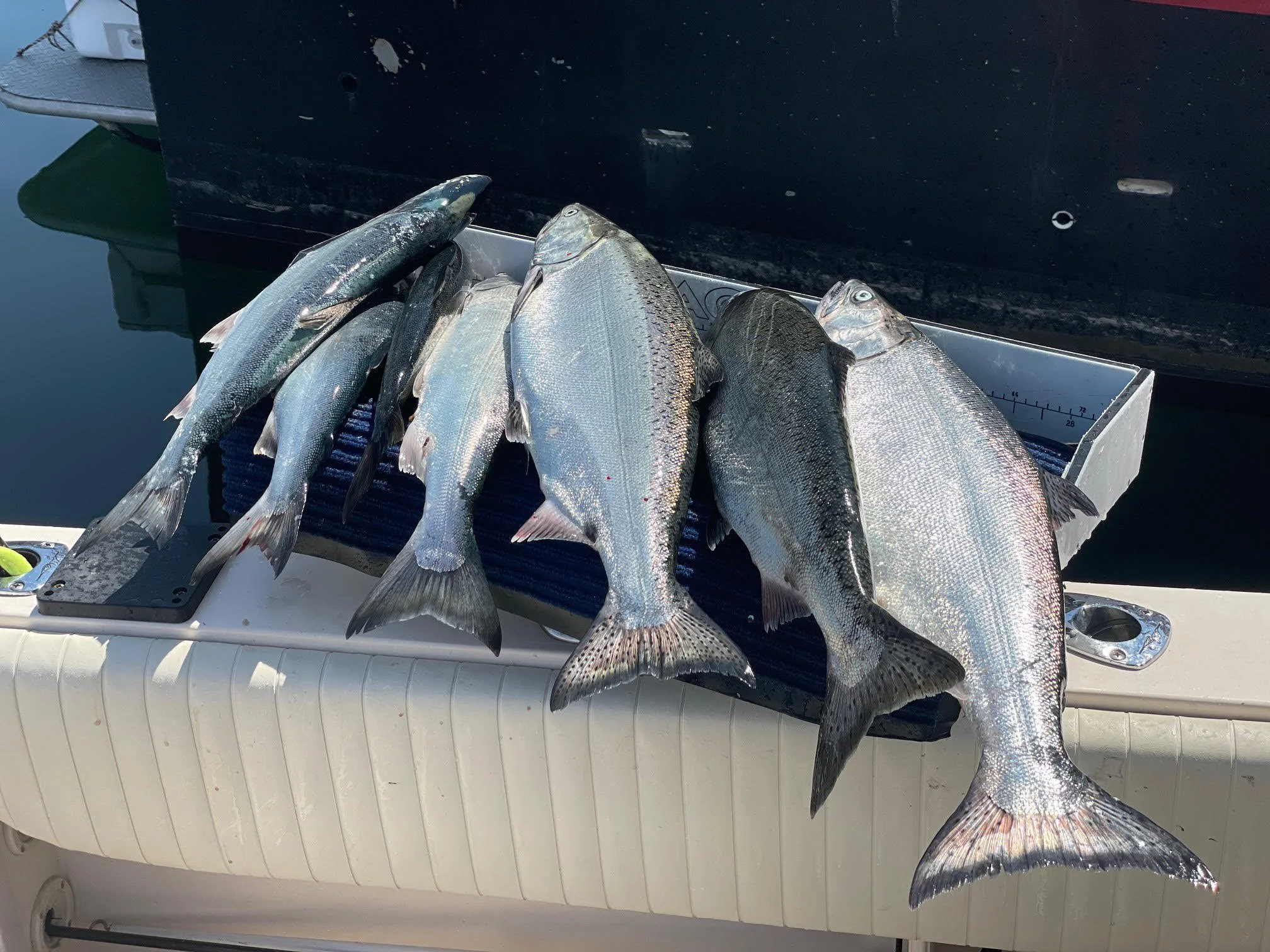 Hatchery Chinook Catch and release is going strong! — Wind Knot Salmon ...