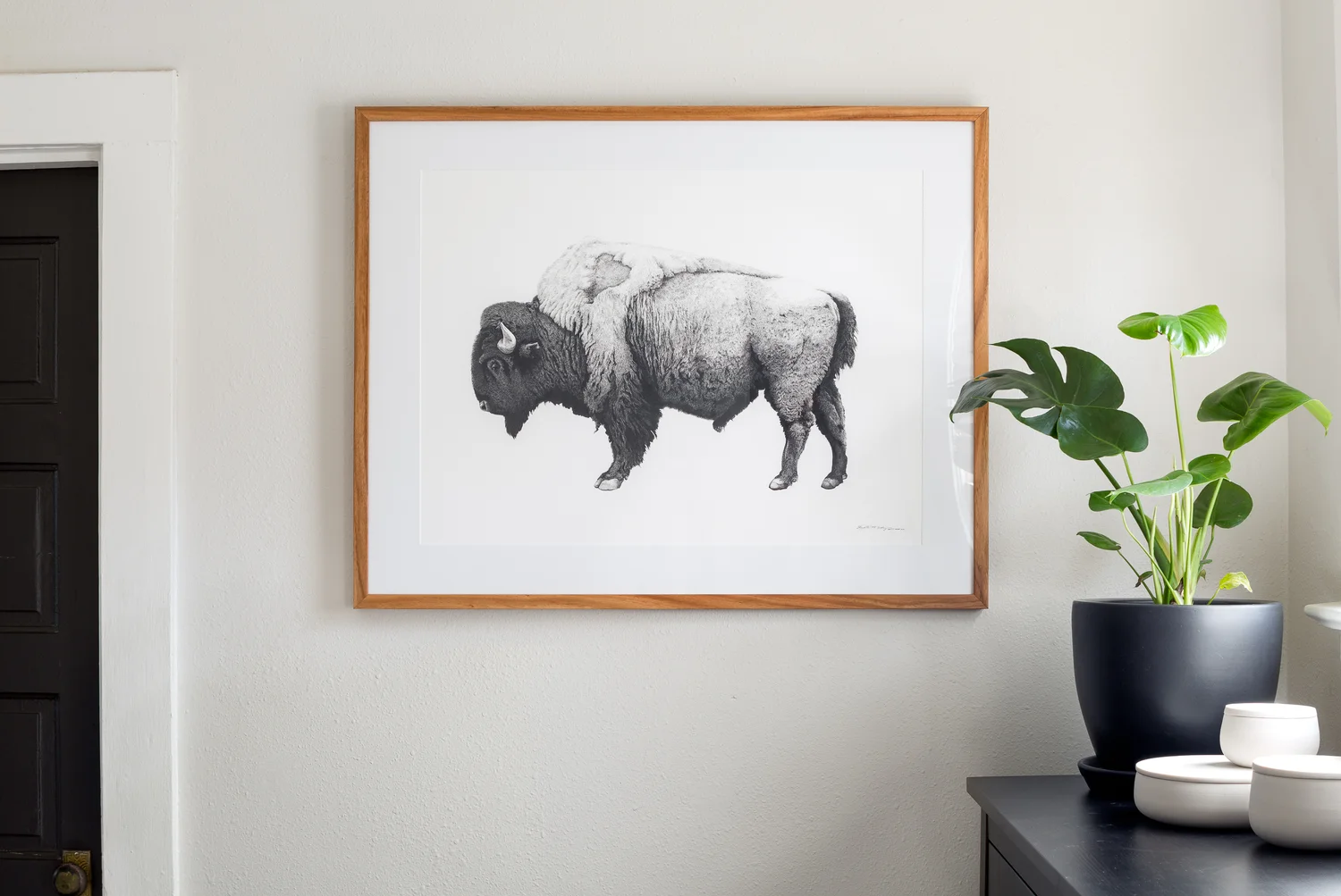 North American Bison Drawing
