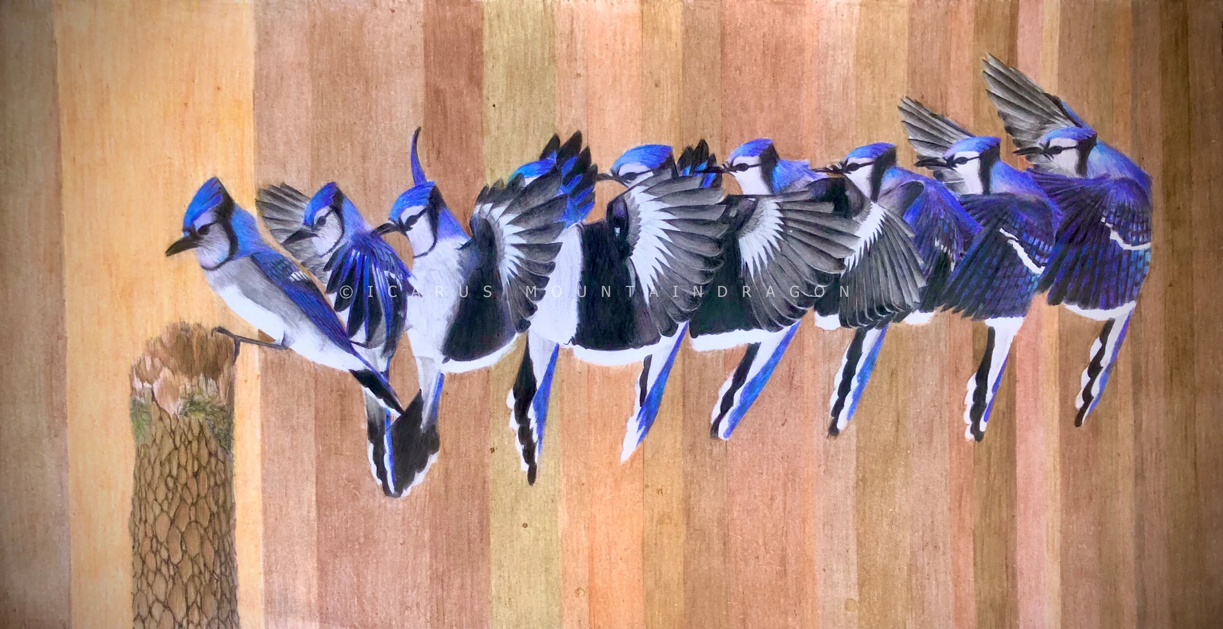 Blue Jay Landing