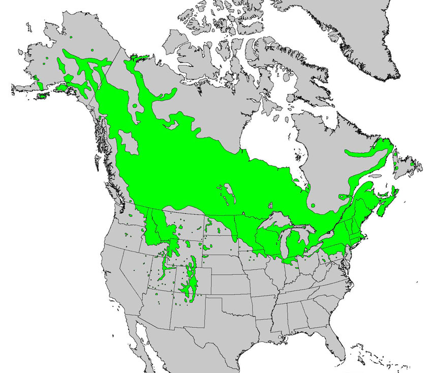 Black Cherry Range Map