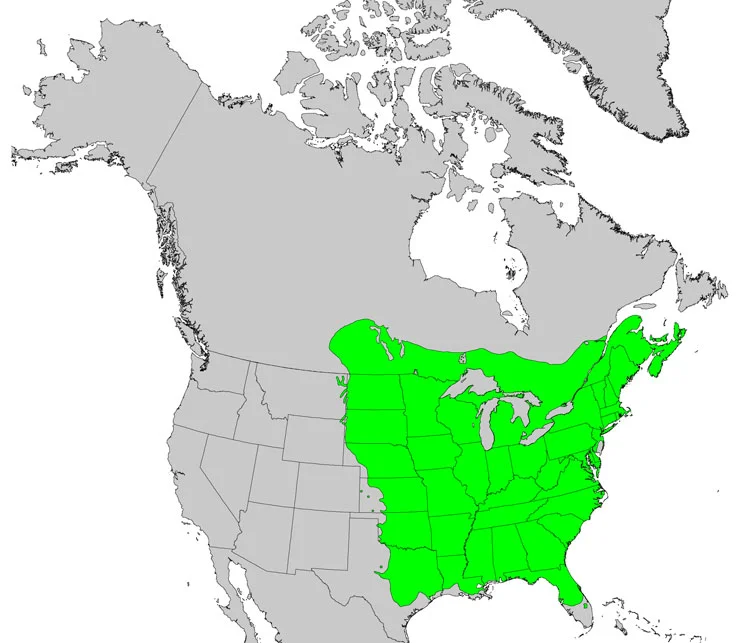 Trees and the Rustic Furniture They Become, Part II — Cherry Gallery