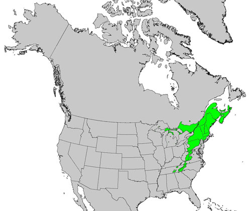 Trees and the Rustic Furniture They Become, Part II — Cherry Gallery