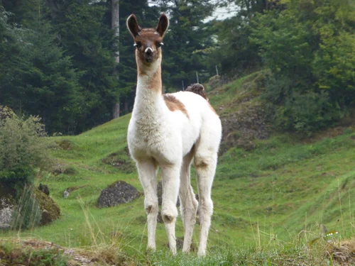 Unsere Lamas — Lamahof