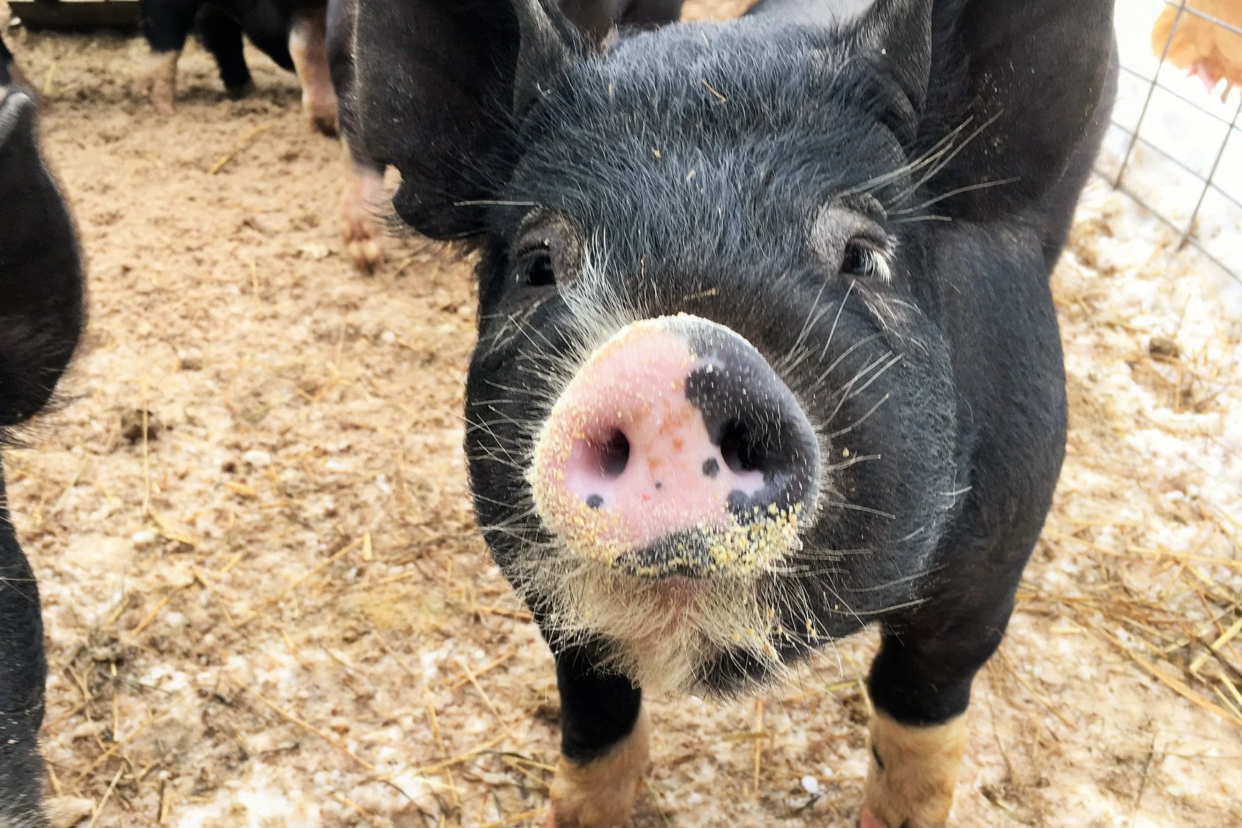Berkshire Hogs — Whitney Creek Farm
