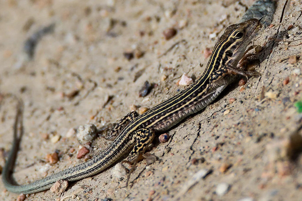 Whiptail Lizard Reproduction
