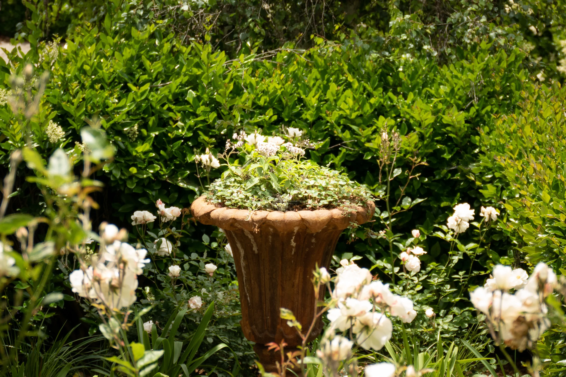 California Cottage — Sweet Smiling Landscapes, Landscape Design