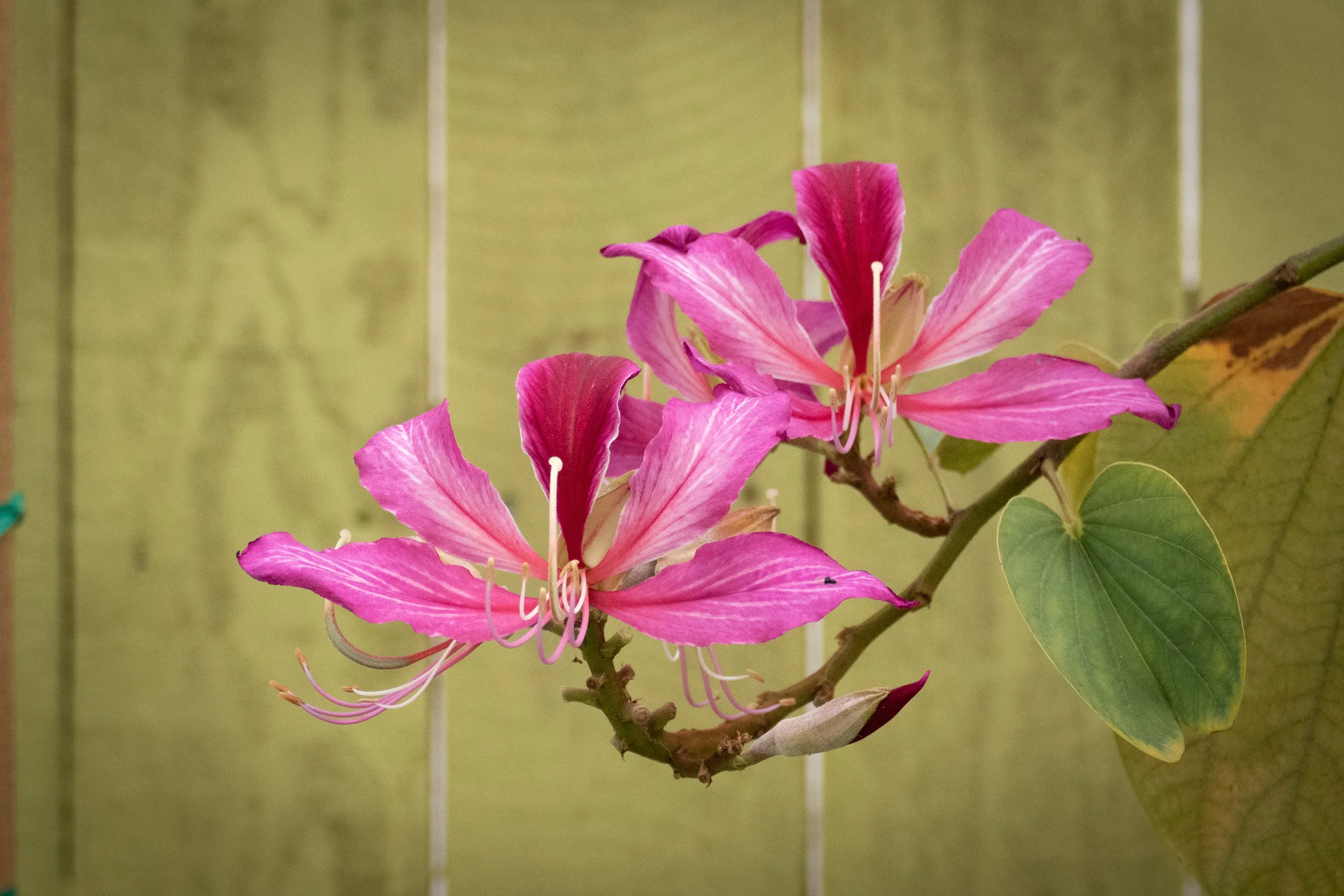 Upcycled Sideyard — Sweet Smiling Landscapes, Landscape Design