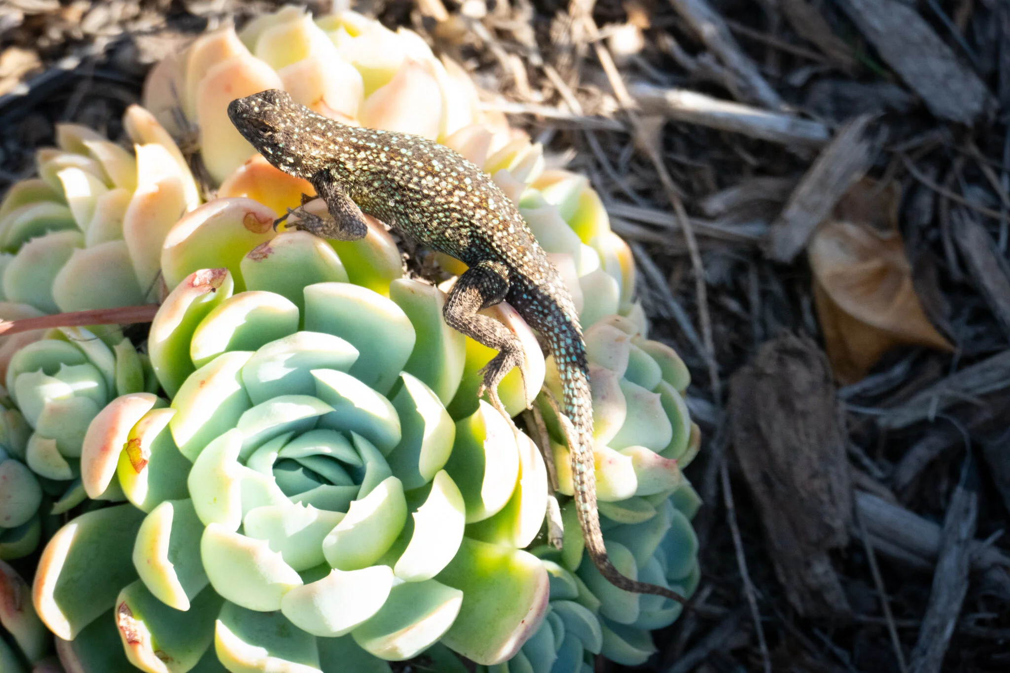 Drought Tolerant Landscape Design-Low Water Love — Sweet Smiling ...