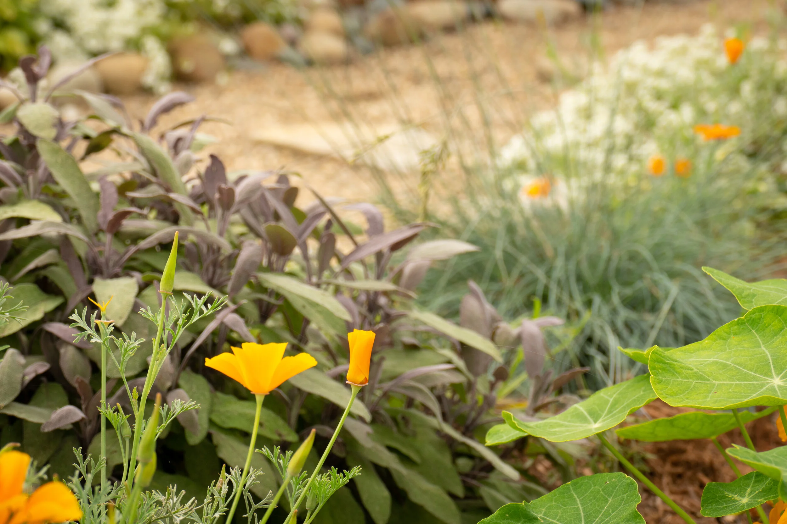 Lawn Be Gone — Sweet Smiling Landscapes, Landscape Design