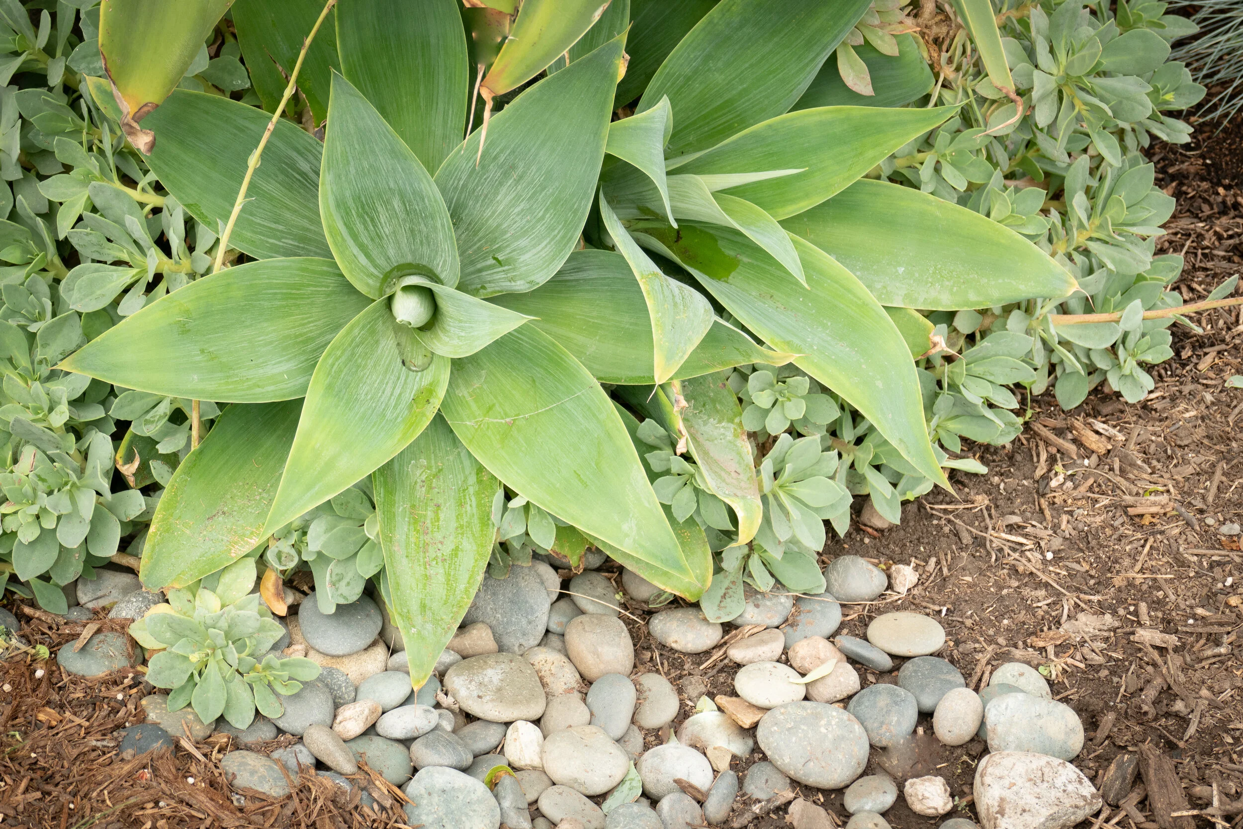 Lawn Be Gone — Sweet Smiling Landscapes, Landscape Design