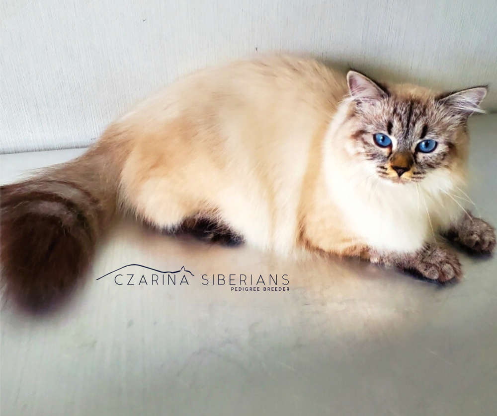 Awards Gallery — CZARINA SIBERIANS