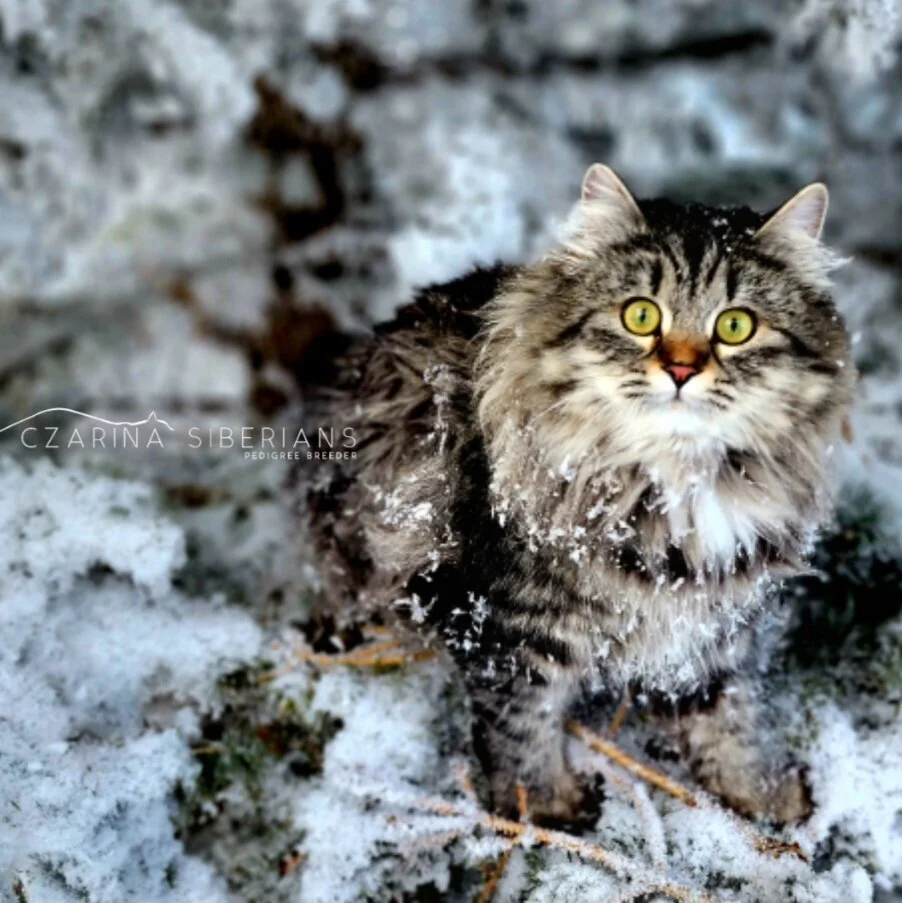 CZARINA SIBERIANS
