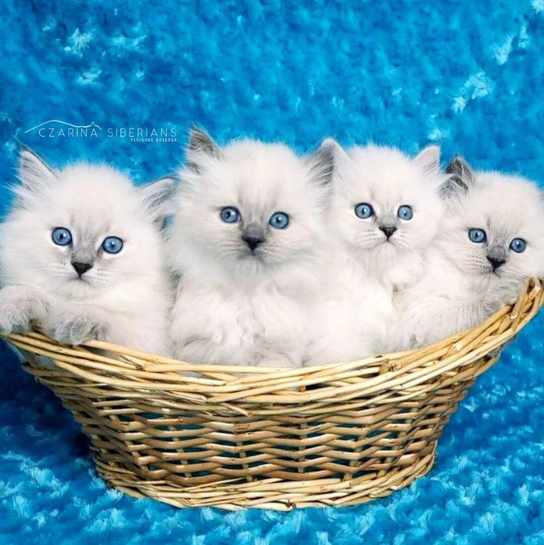CZARINA SIBERIANS