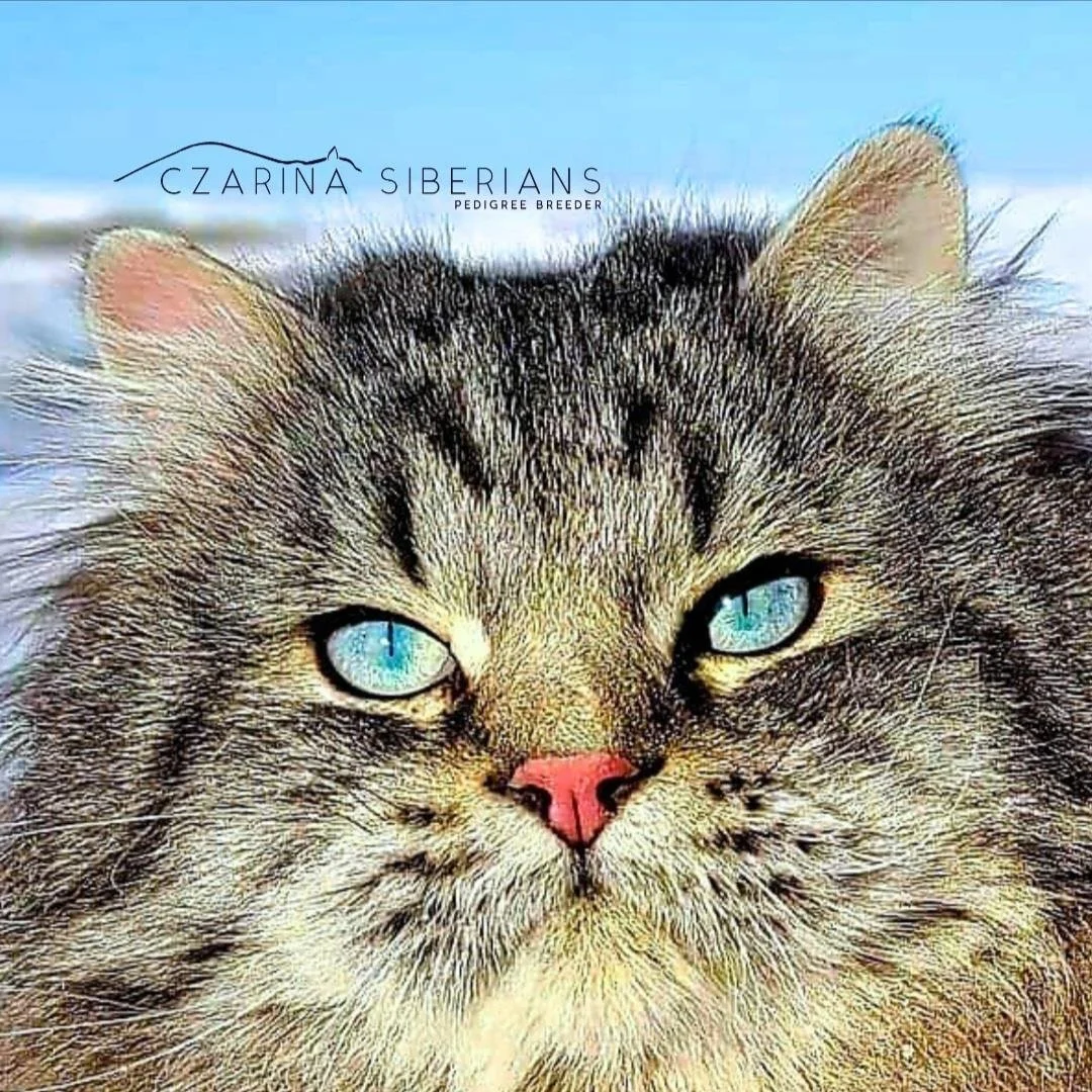 CZARINA SIBERIANS