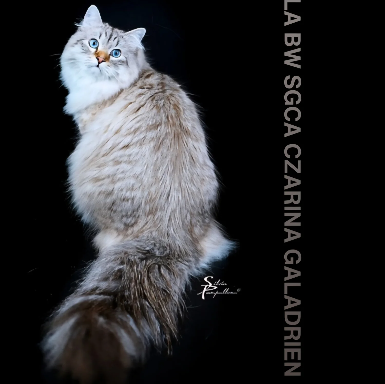 CZARINA SIBERIANS