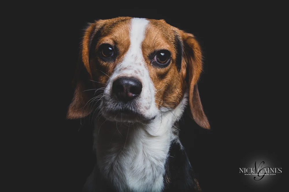 Jasper’s Photoshoot | Nick Gaines Photography — Dedreanna