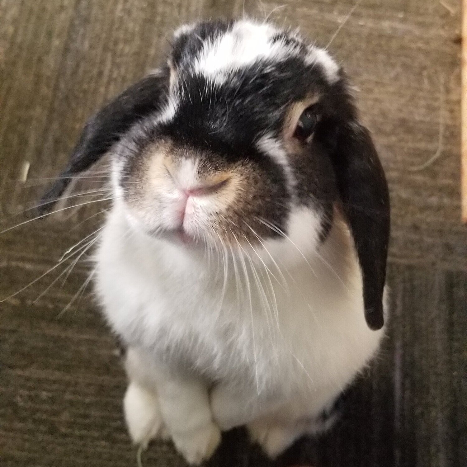 Bunny 101 — BUNNY TNT
