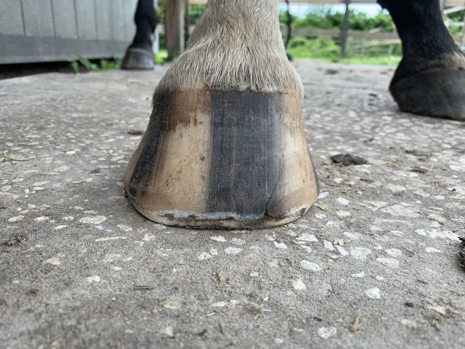 Warning Signs in Hooves — Resilient Equine