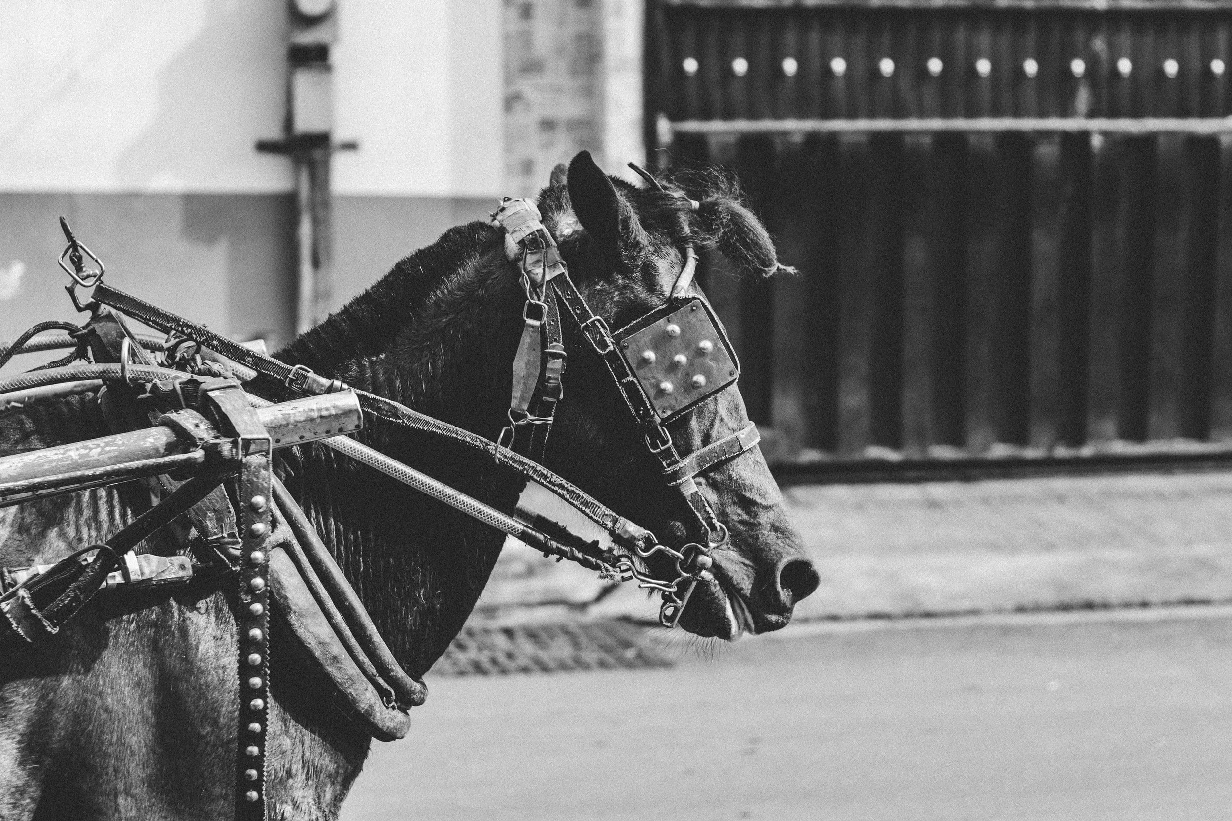 Rigging Martingales More Resilient Equine