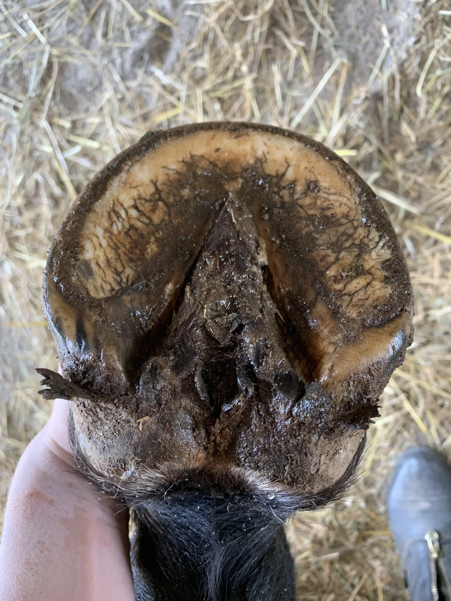 Hoof Products & Thrush Treatment — Resilient Equine