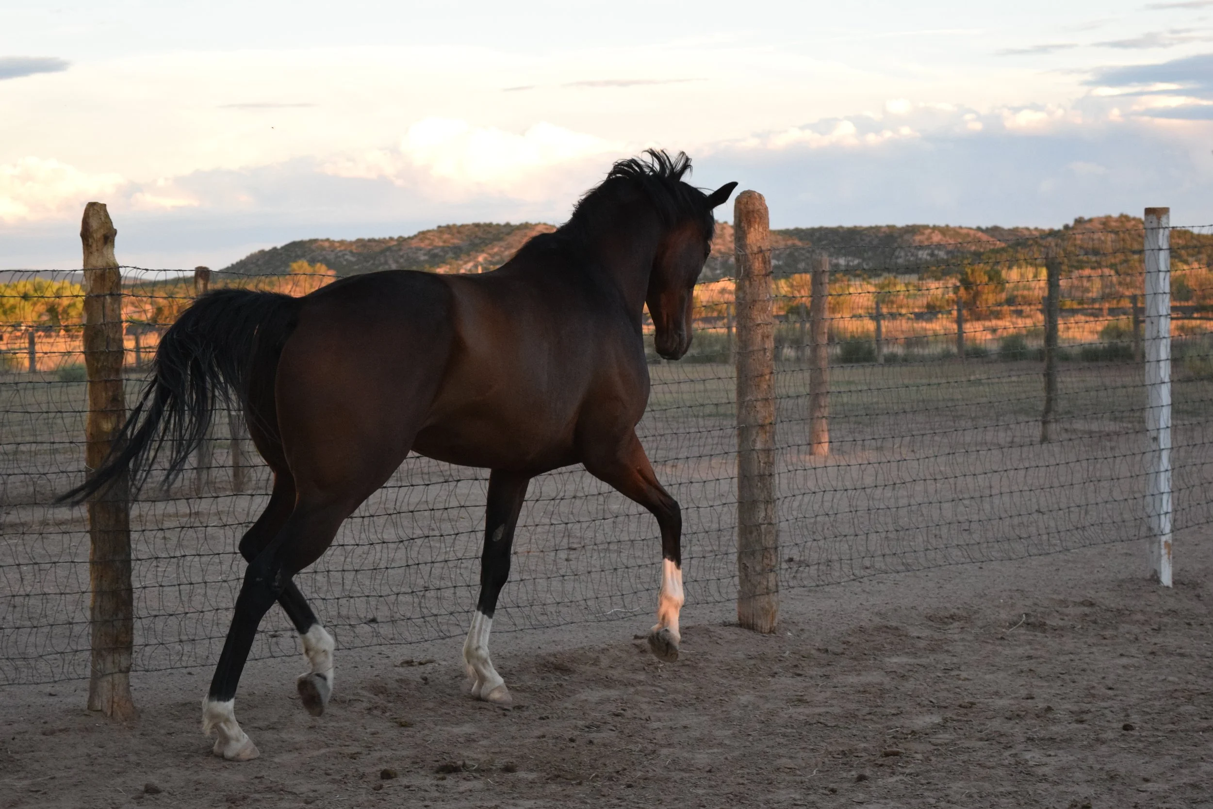 Grain Free Diet for Horses — Resilient Equine