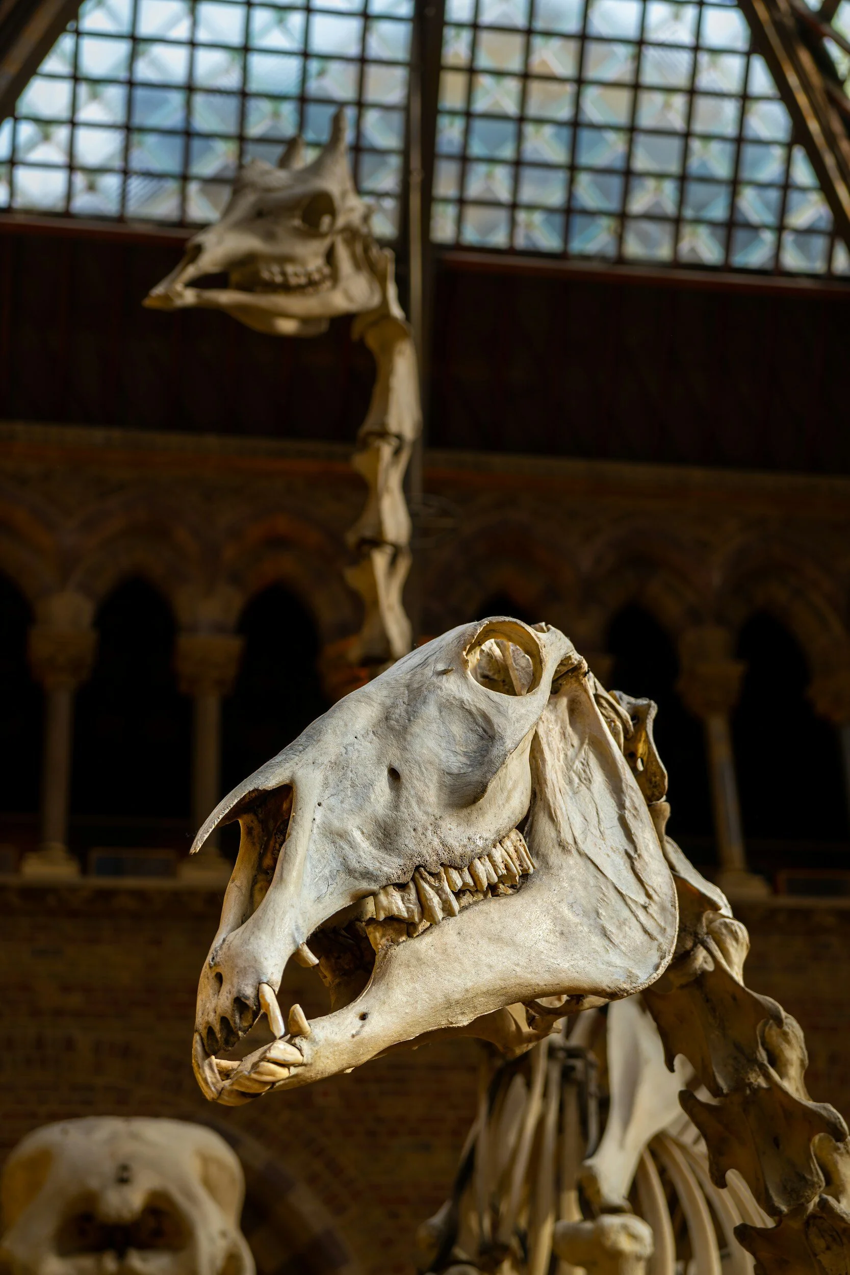 Bones — Resilient Equine Bones — Resilient Equine