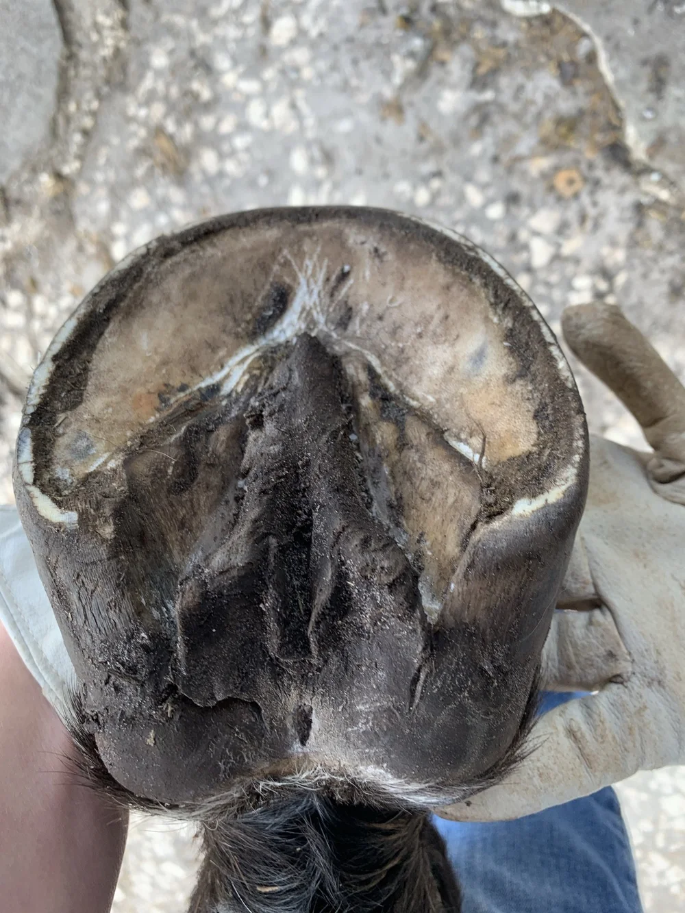Warning Signs in Hooves — Resilient Equine