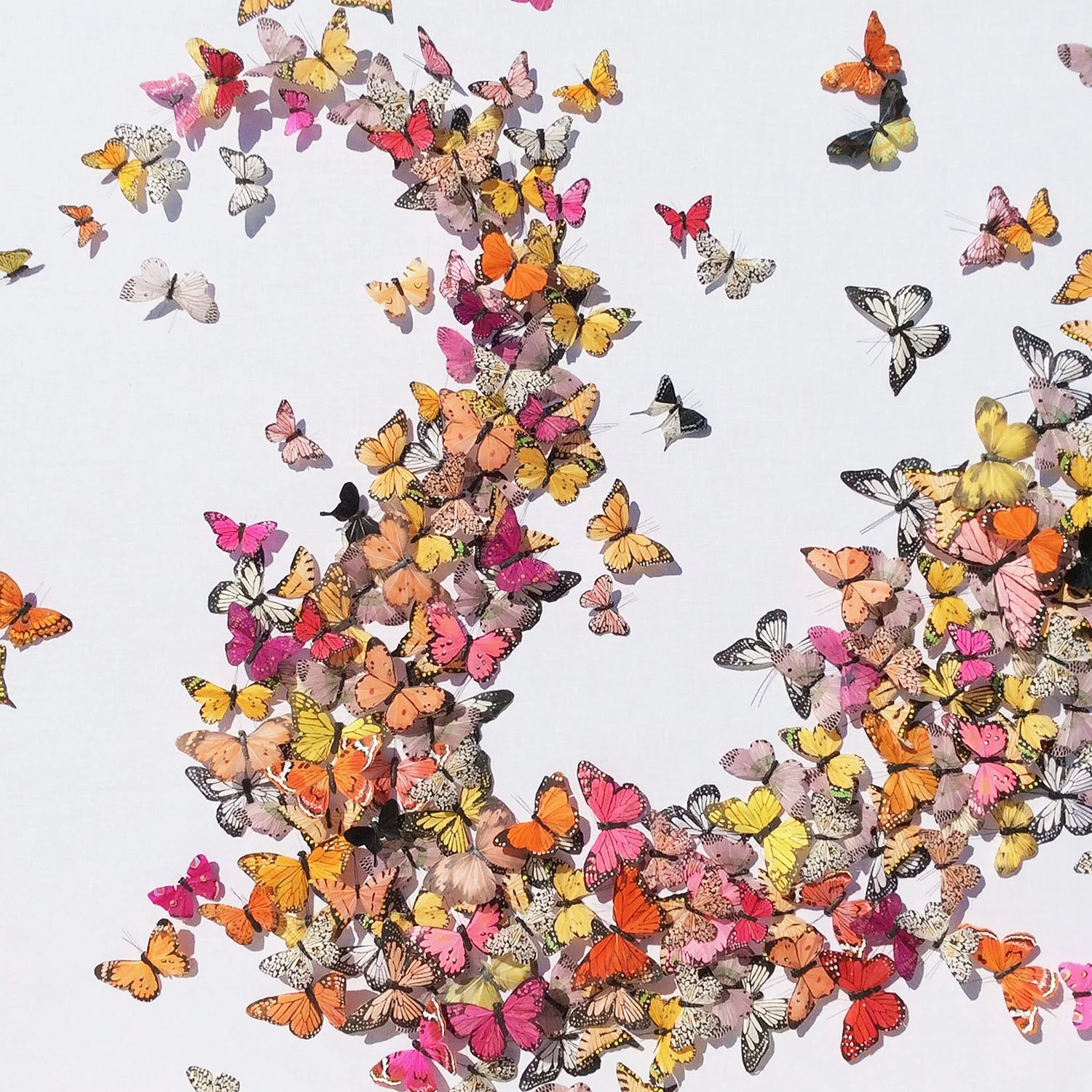 butterflies — Collada Art