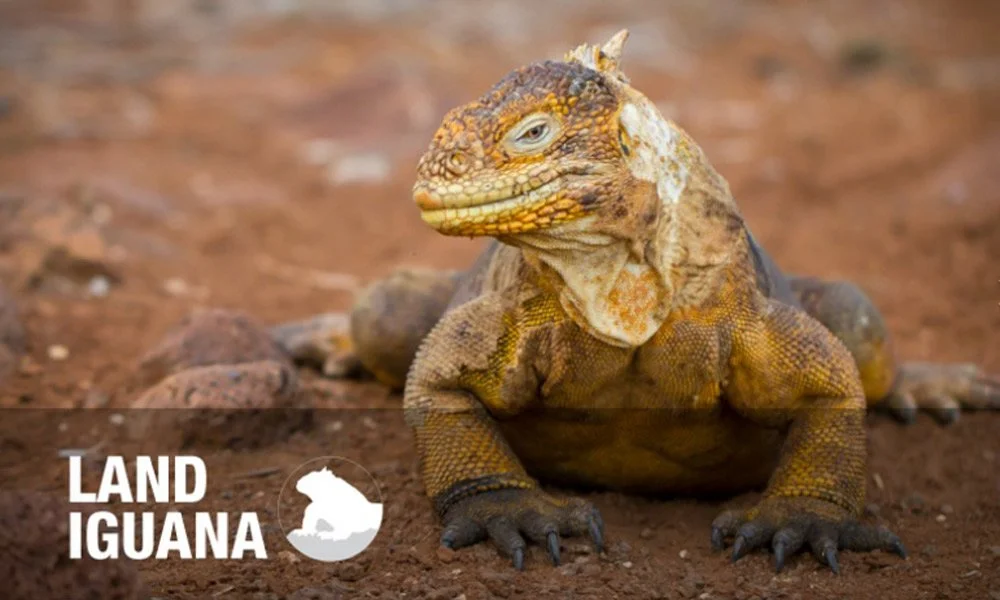 Galapagos Tour Packages | Luxury Land & Sea Tours for Unforgettable ...