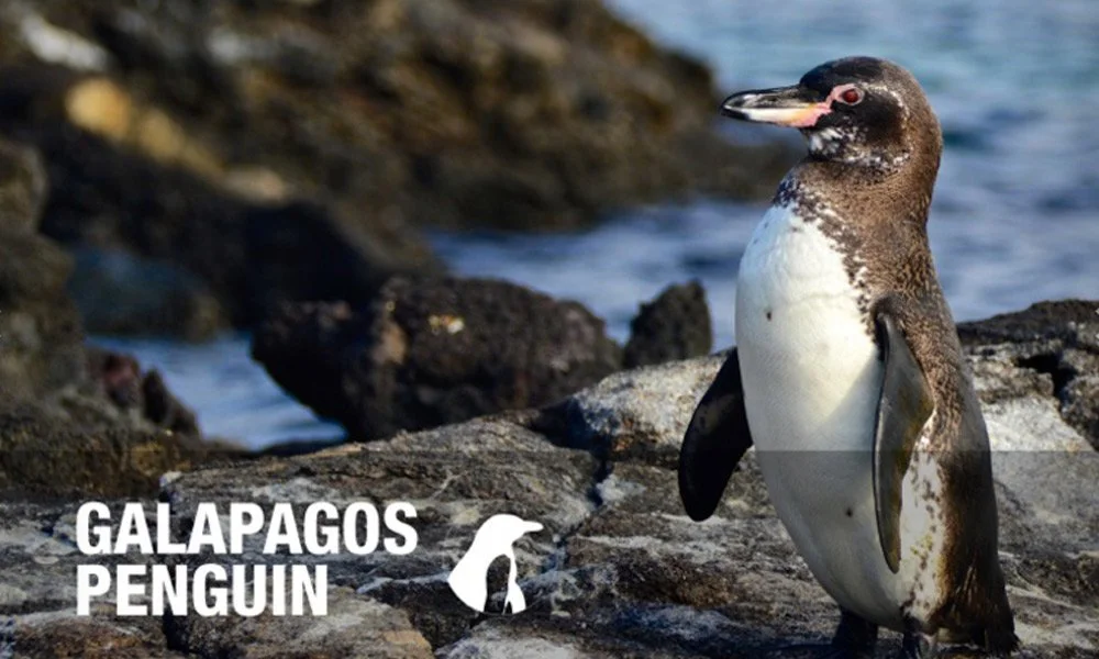Galapagos Tour Packages | Luxury Land & Sea Tours for Unforgettable ...