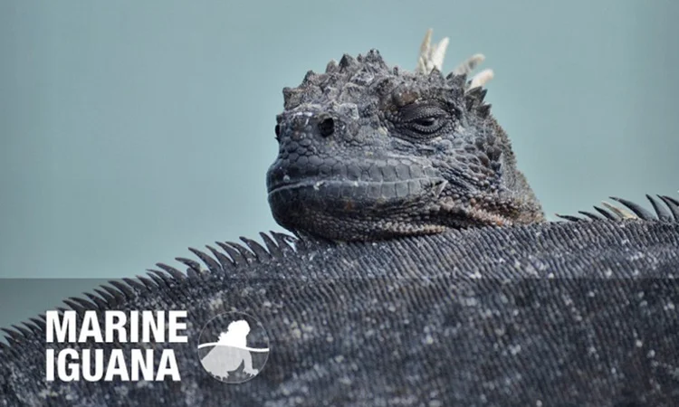 Galapagos Tour Packages | Luxury Land & Sea Tours for Unforgettable ...