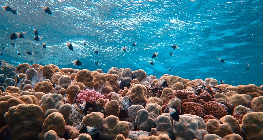 The 9 Best Dive Sites in the Galapagos
