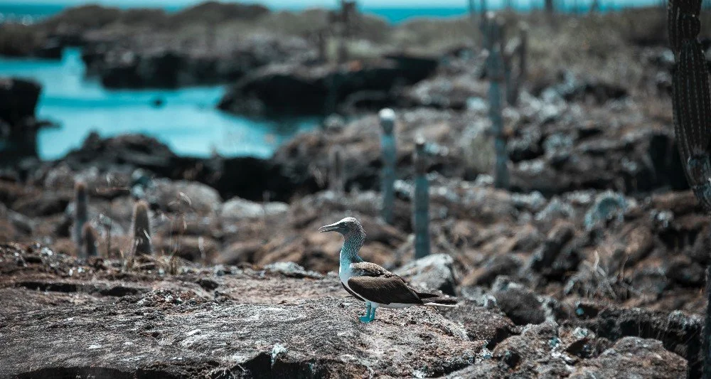 The Benefits of Ecotourism in the Galapagos Islands