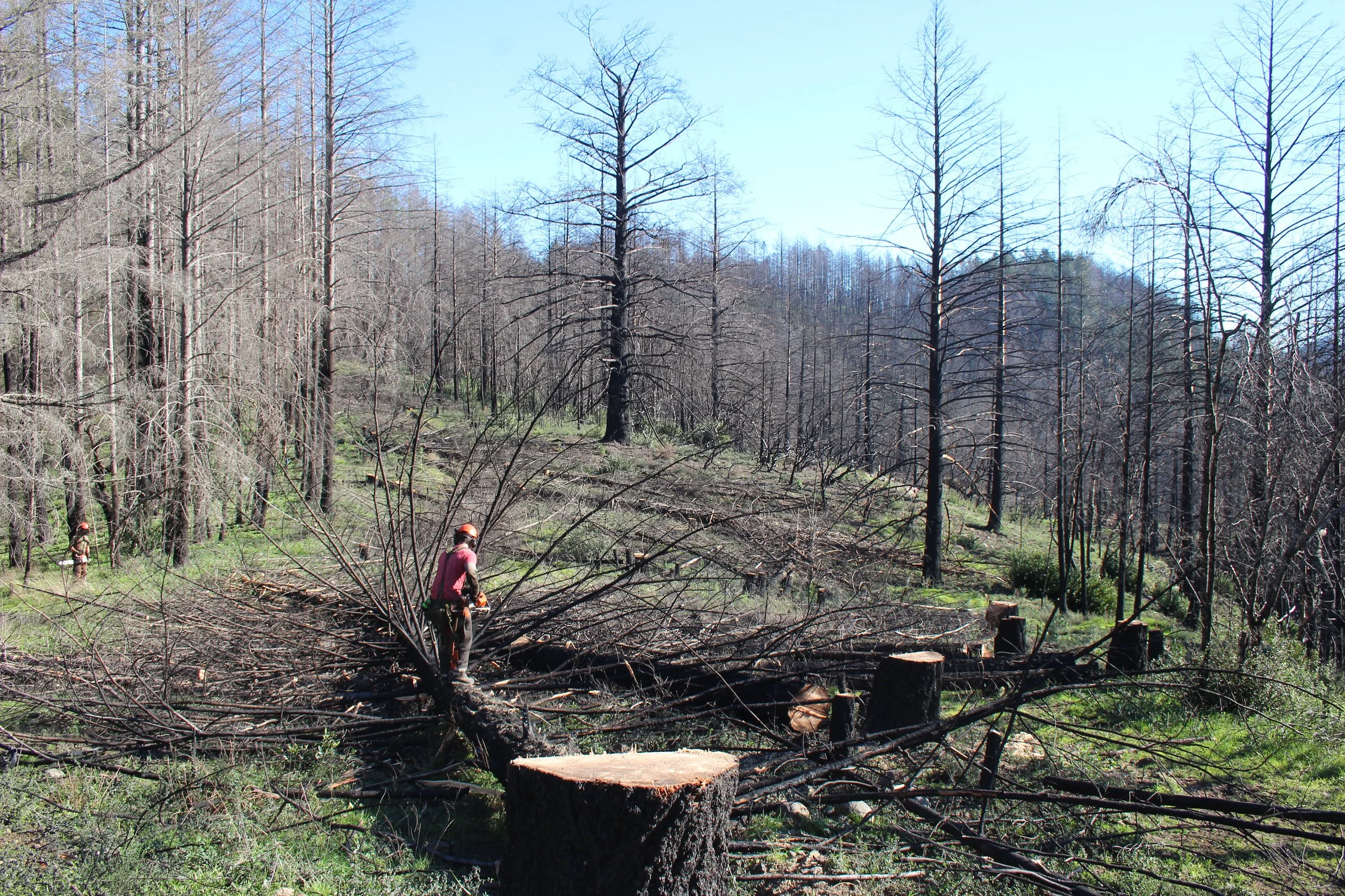 Sonoma County Shaded Fuel Break — Spye Conservation Incorporated