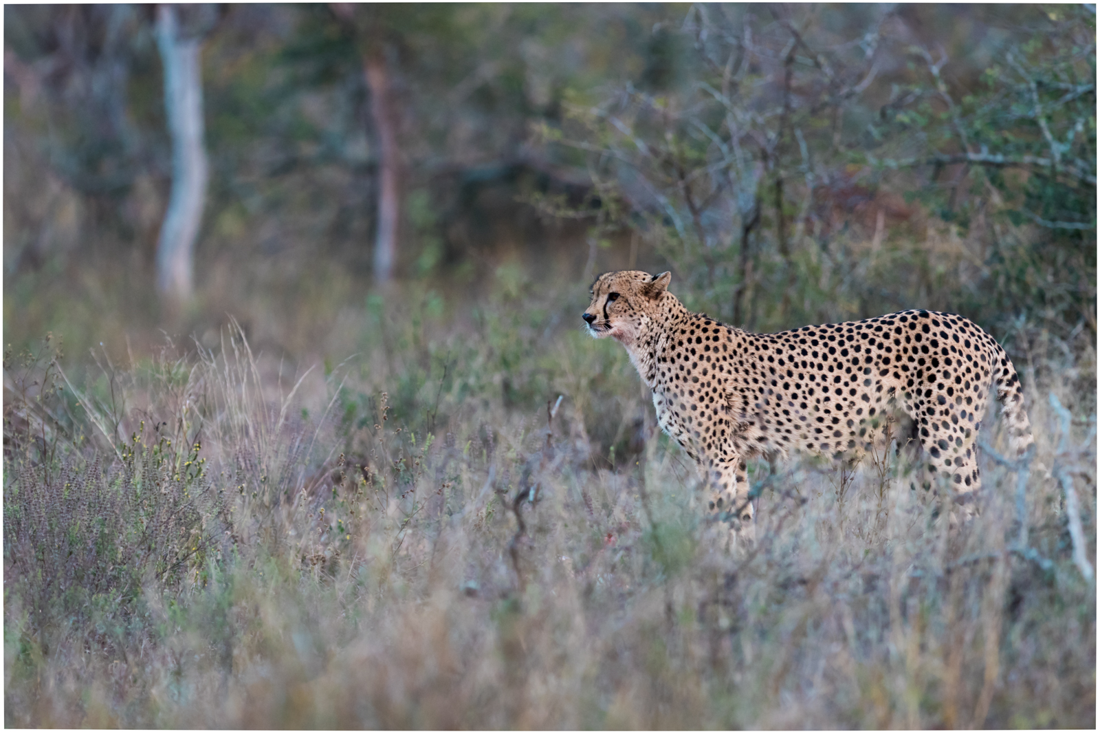 Nick Lewis — NDPS | Norwich & District Photographic Society