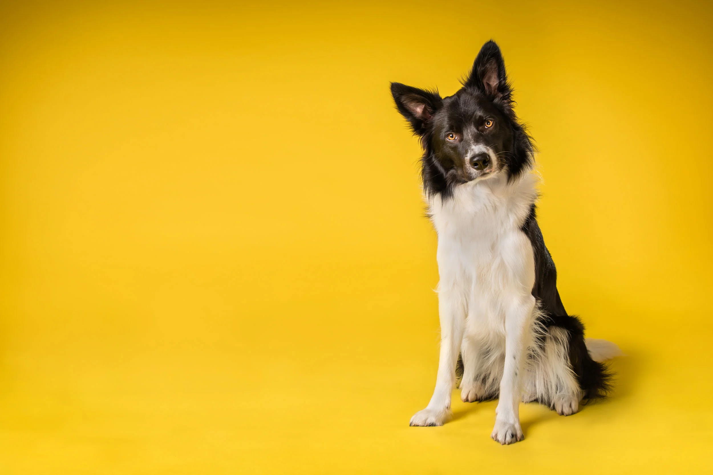 Yellow Border Collie