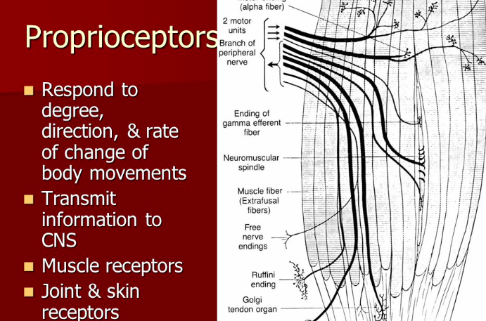 Joint Proprioceptors