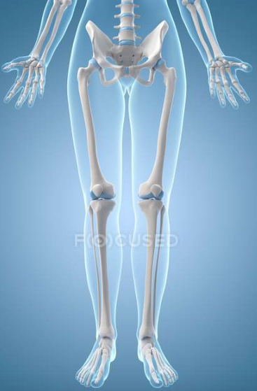 A Glimpse of Leg, A Hint of Hip - 2 - Leg Lines — Your Movement Mentor