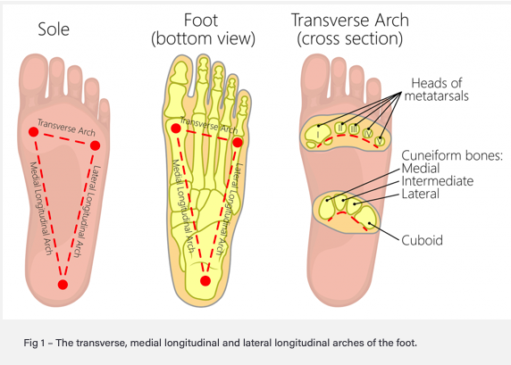 Back On Our Feet - 5 - Tripod Foot — Your Movement Mentor