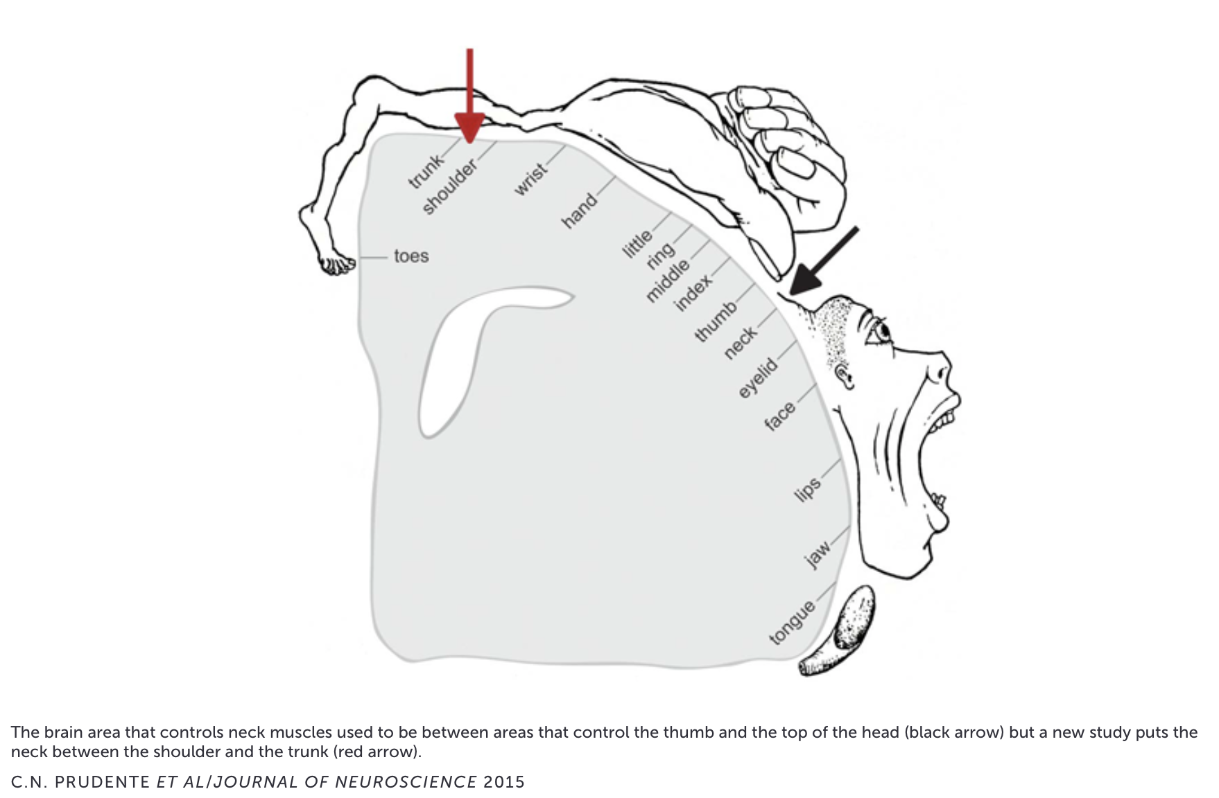 New Motor Cortex Map Shows "Whole Body Integration" Areas — Your ...