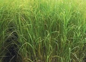 Northwoods Seed — Harper Growing Solutions