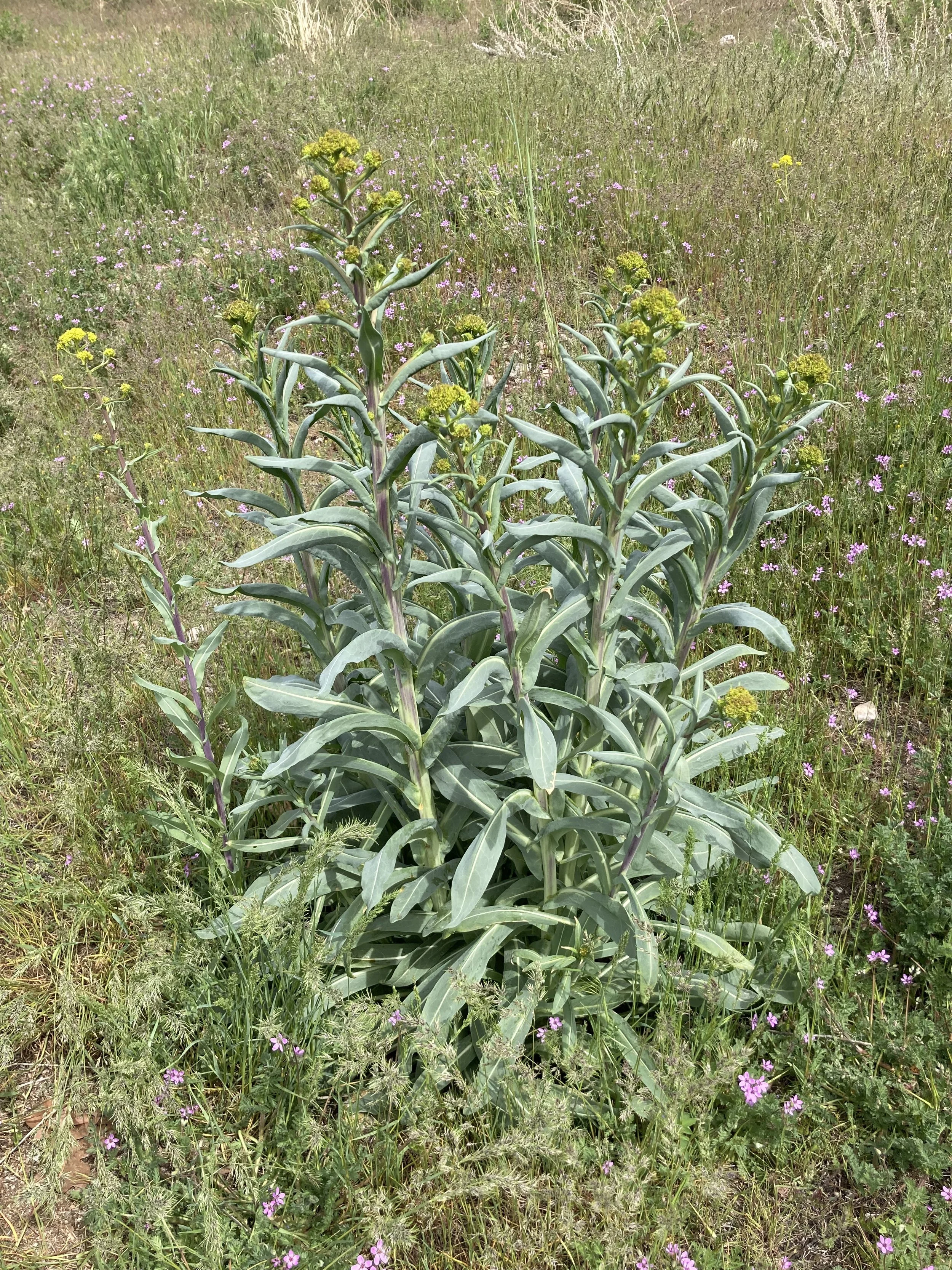 Making woad dye, satis tinctoria