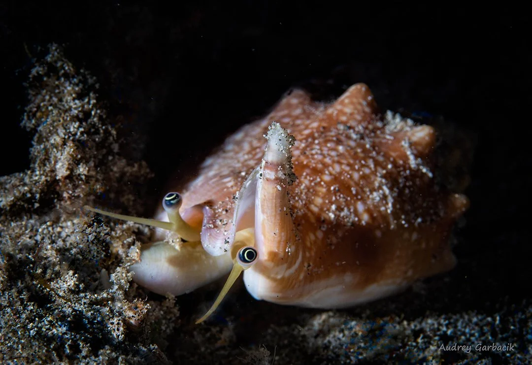 Anilao — Colors of the Sea